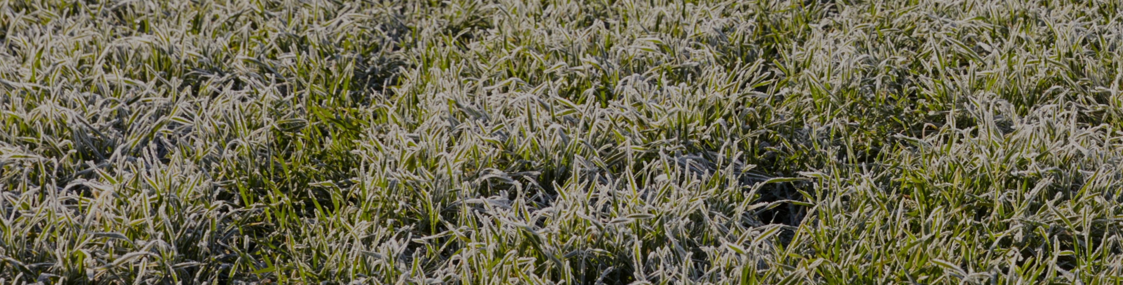 Weyco Group Inc (WEYS)Men's Shoe - Footwear Provider